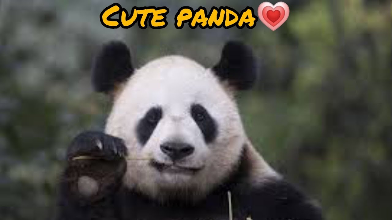 Aww💗 Cute Panda-Compilation |Tik Tok| - YouTube