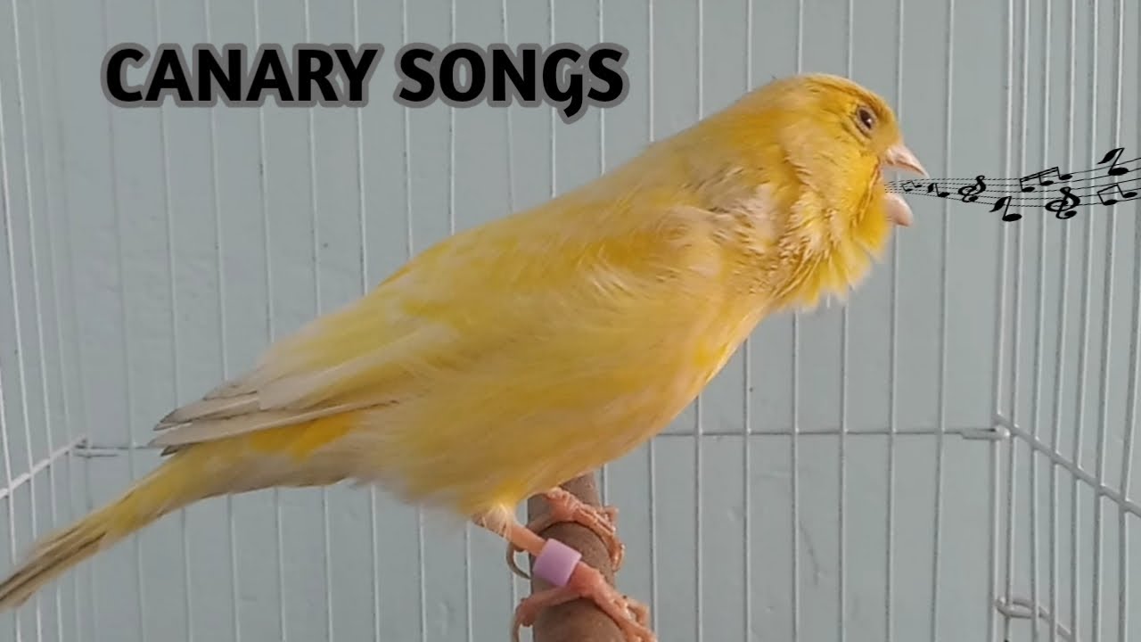Canary 's most powerful song for training - YouTube