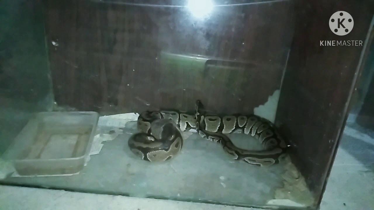 (vlog#09) SHEDDING MY BALL AND BURMESE PYTHONS - YouTube