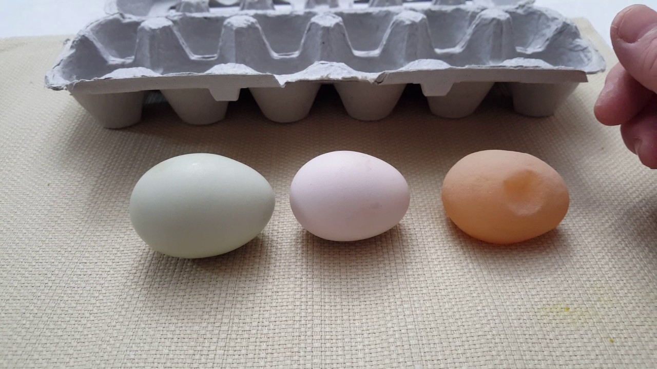 Chicken's First Egg has Soft Rubbery Shell - YouTube
