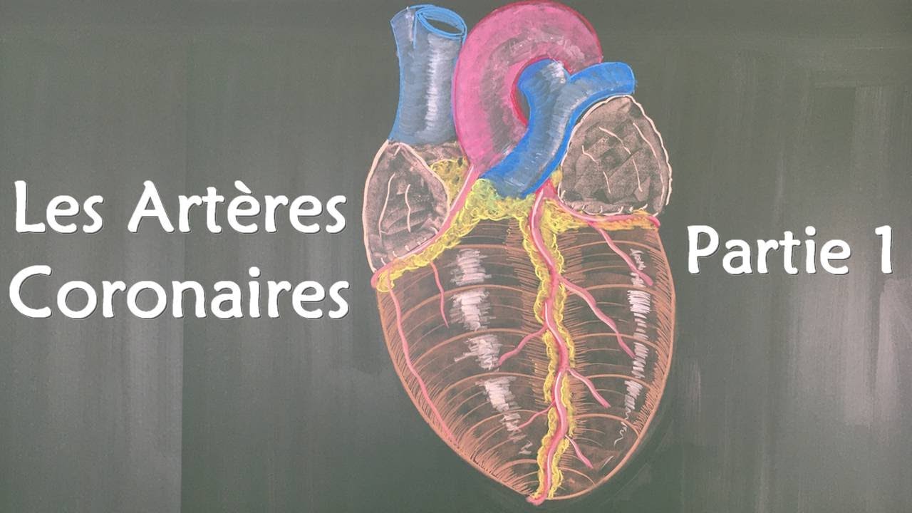 ANATOMIE DU COEUR - LES ARTERES CORONAIRES (1) - YouTube