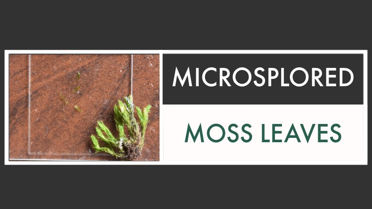 Moss Leaves under the Microscope [Microsplored] - YouTube