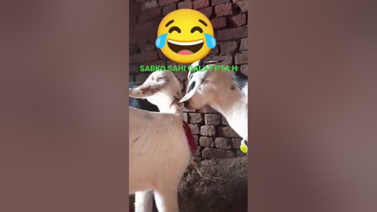 GOAT REPLY #shorts #ytshorts #viral #viralvideo #animals #animalvoice ...