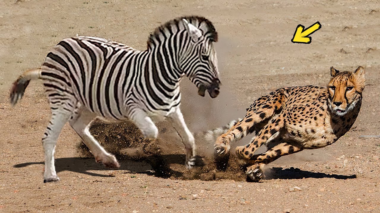 Epic Battle Zebra Angry Chase Fight Cheetah To Save Her Baby, LEOPARD ...