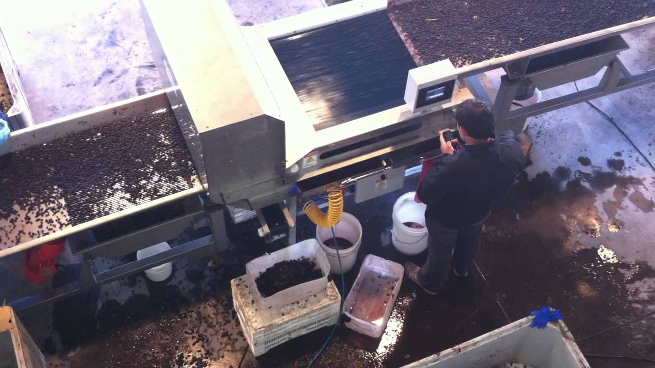 Chile Wine Sorting, WECO Optical Wine Grape Sorter, MOG Sorting - YouTube