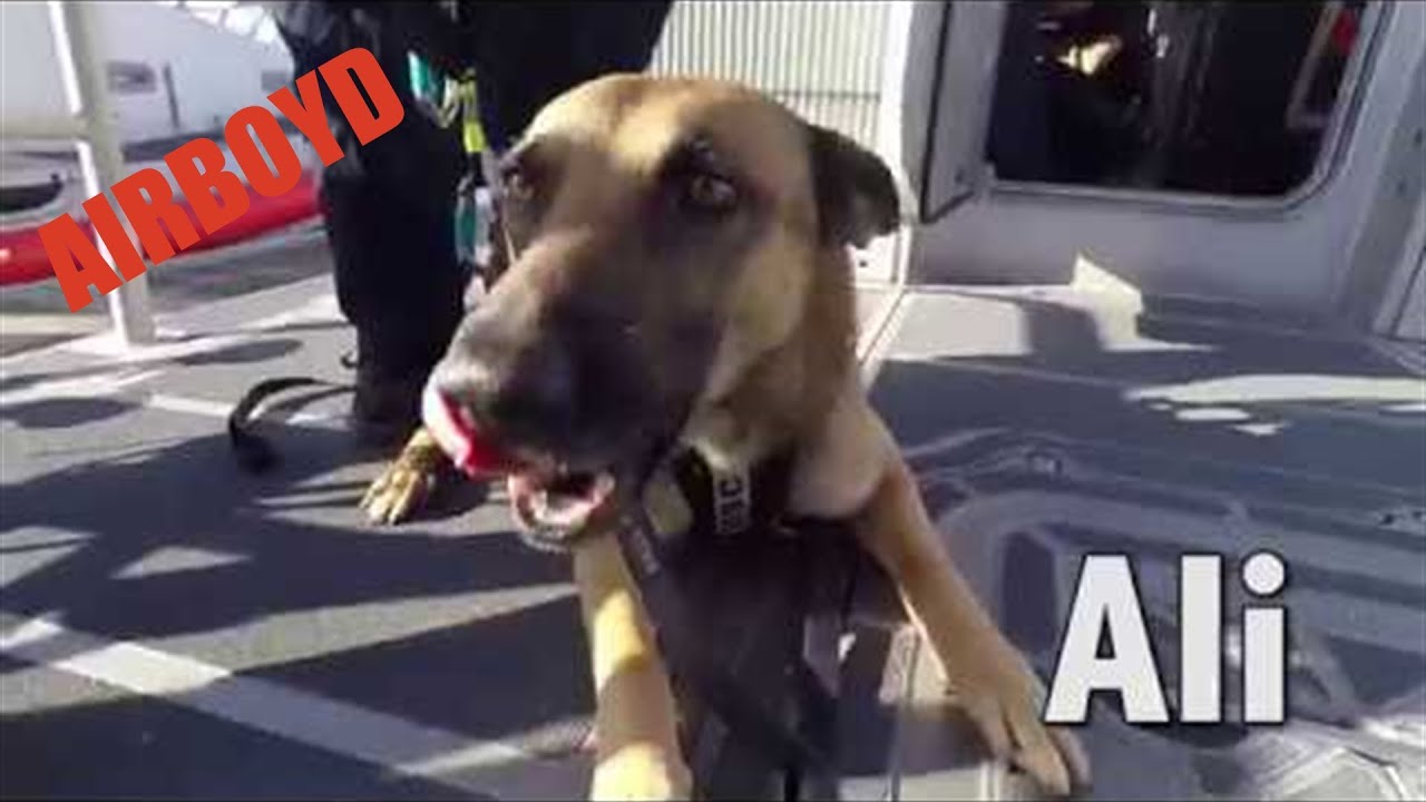 Flying K-9s! - Coast Guard Canine Explosive Detection Team - YouTube