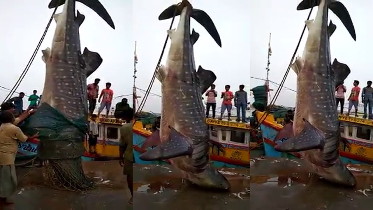 Big Fish at Kakinada Port || Big fish Fishing Compilation 2017 || Big ...