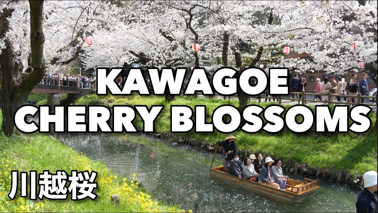 Spring Walk | Kawagoe Shingashi River Cherry Blossoms - YouTube