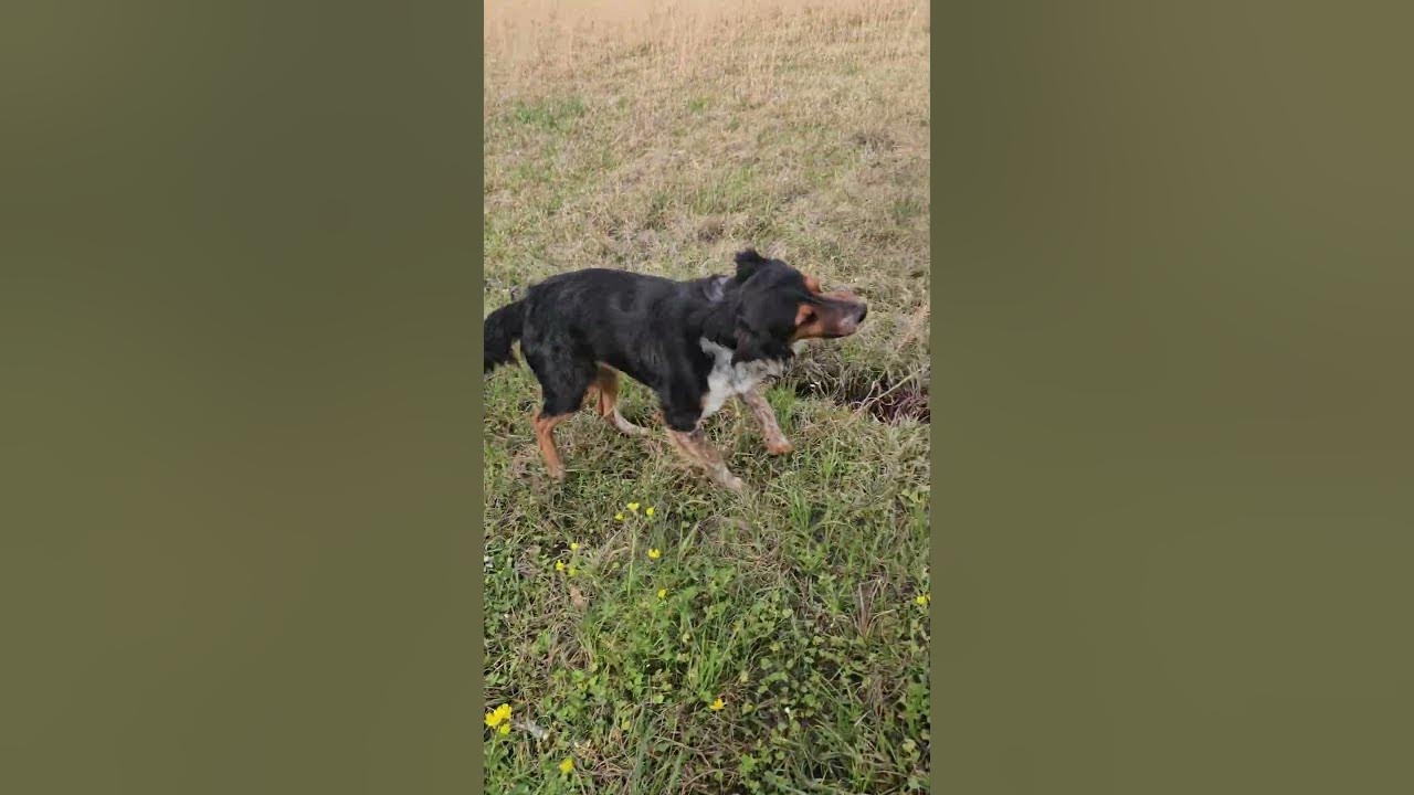 Waylon for Adoption ucareprojectfosters@gmail.com - YouTube