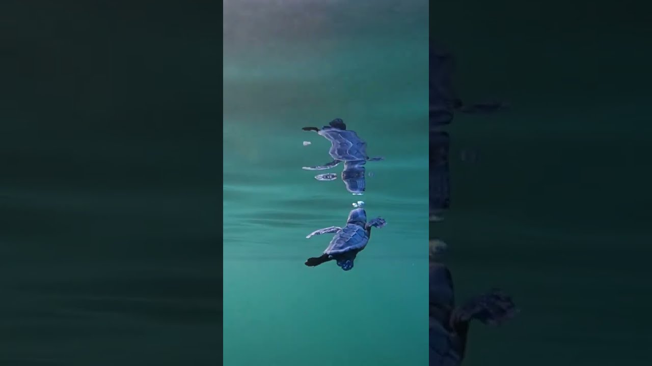 Baby Sea Turtle Bubbles - YouTube