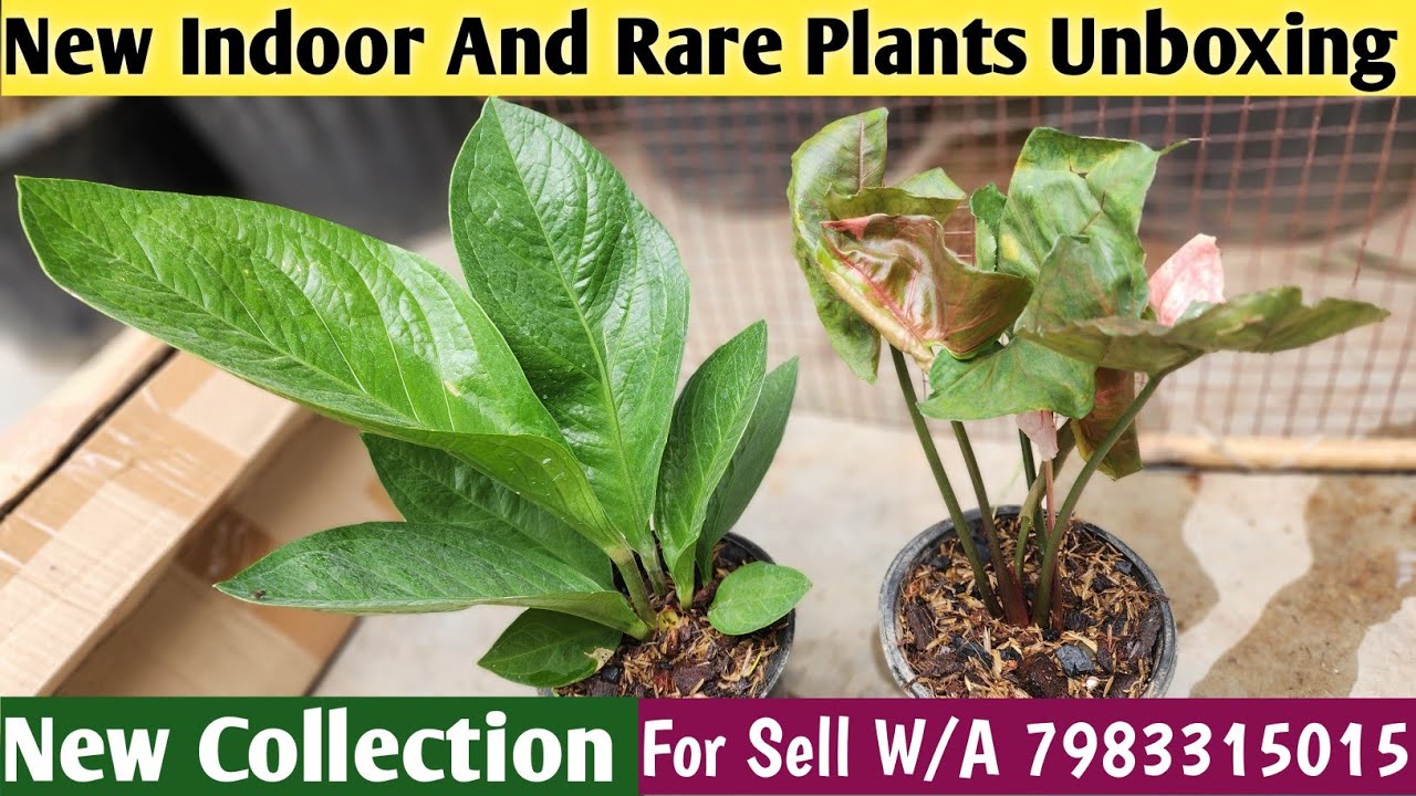 Rare Indoor Plant Unboxing🍁Rare Plant Collection👌Rare Plants Unboxing👌 ...
