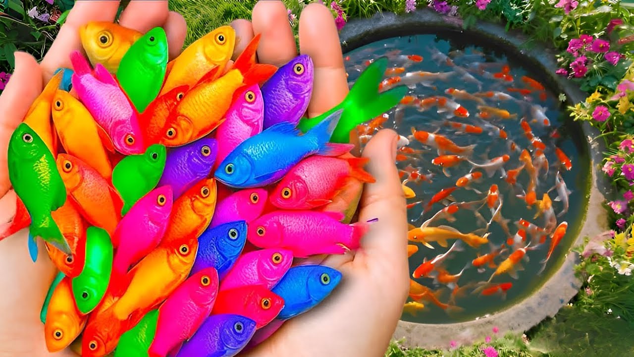 Madly catch colorful ornamental fish, catfish, goldfish, betta fish ...