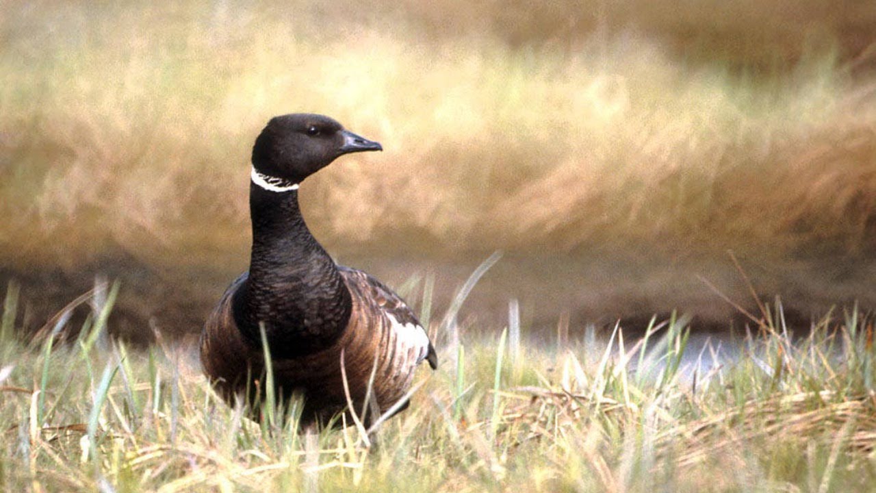 2020 Federal Duck Stamp Art Contest Day 1 - YouTube
