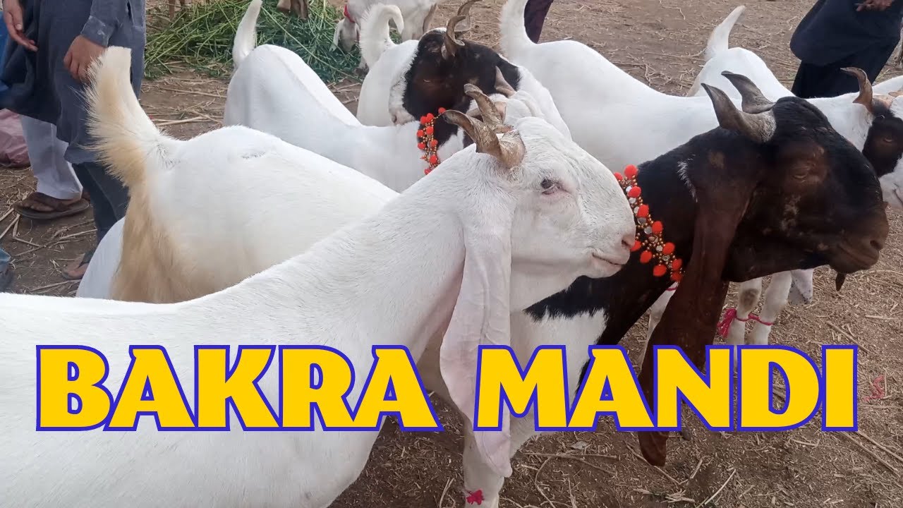 Bakra Mandi Hyderabad Sindh | Bakra Mandi ka rate 2023 - YouTube