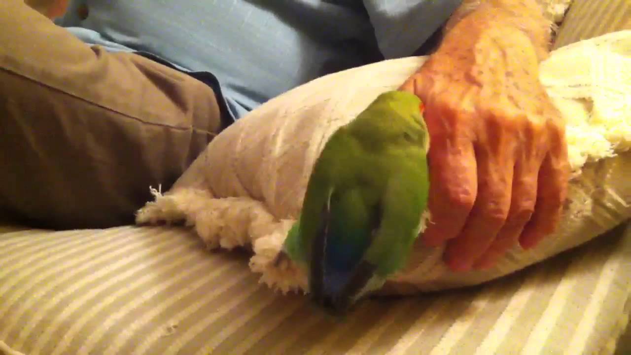Love Bird Humping Sofa - YouTube
