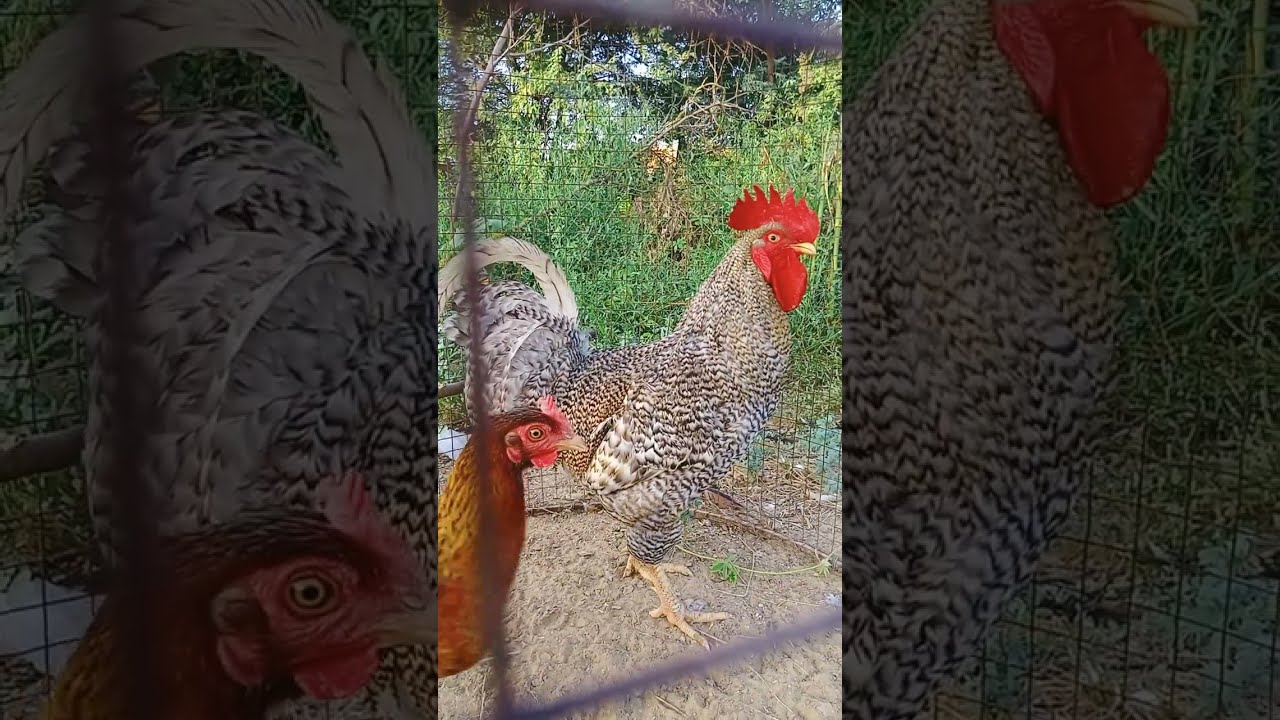 Four kg murga | Plymouth rock murga | Big murga - YouTube