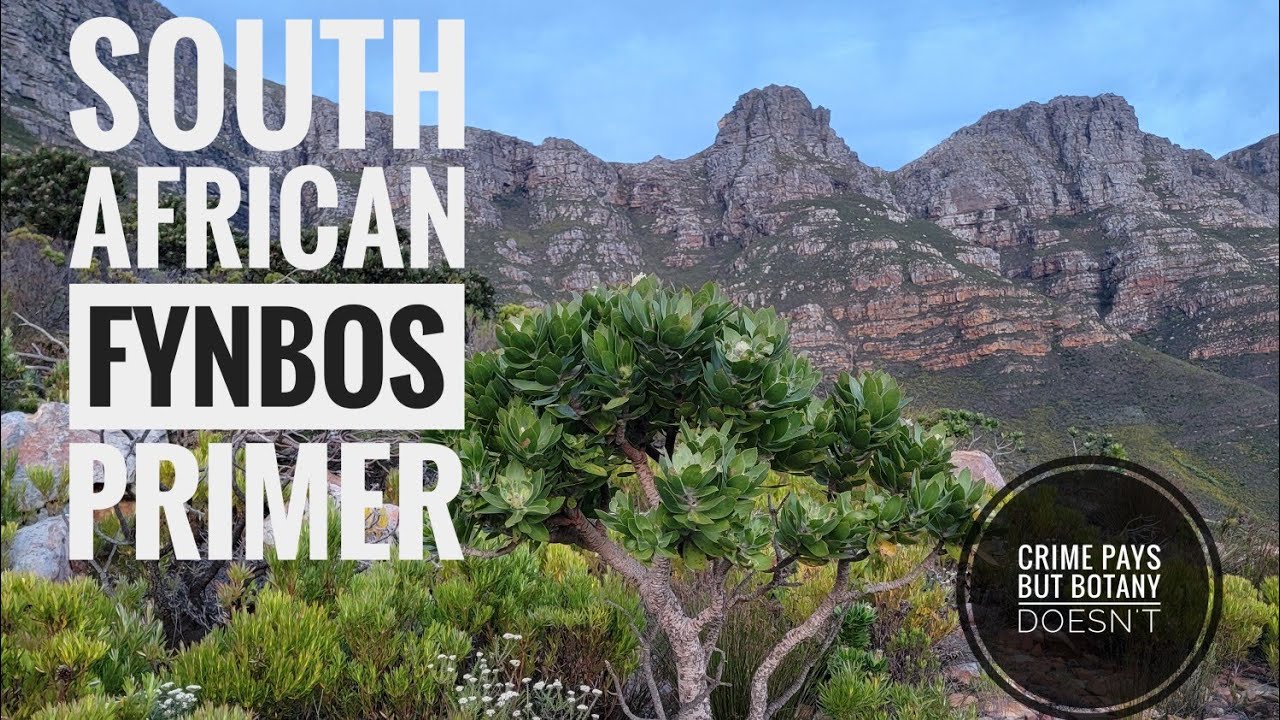 Intro to Fynbos Plants of South Africa (South Africa Series - Ep. 4 ...