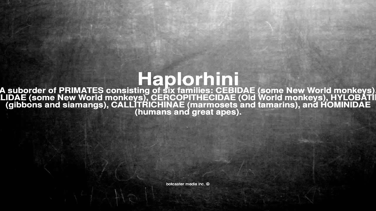 Medical vocabulary: What does Haplorhini mean - YouTube