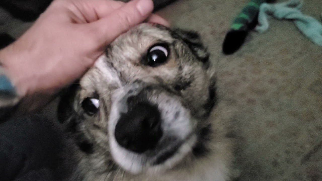 Schipperke Australian Shepherd Mix
