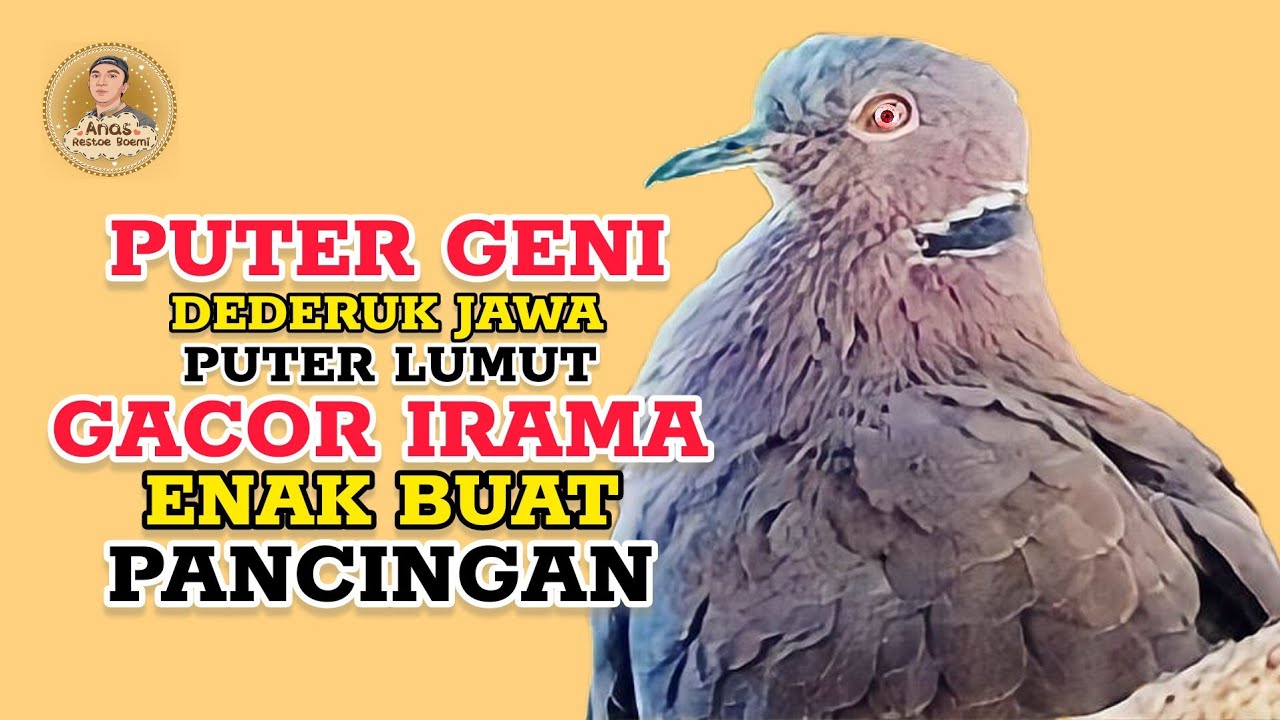 Puter Geni Gacor Suara Besar Berirama Gagap Cocok Buat Pancingan ‼️ ...