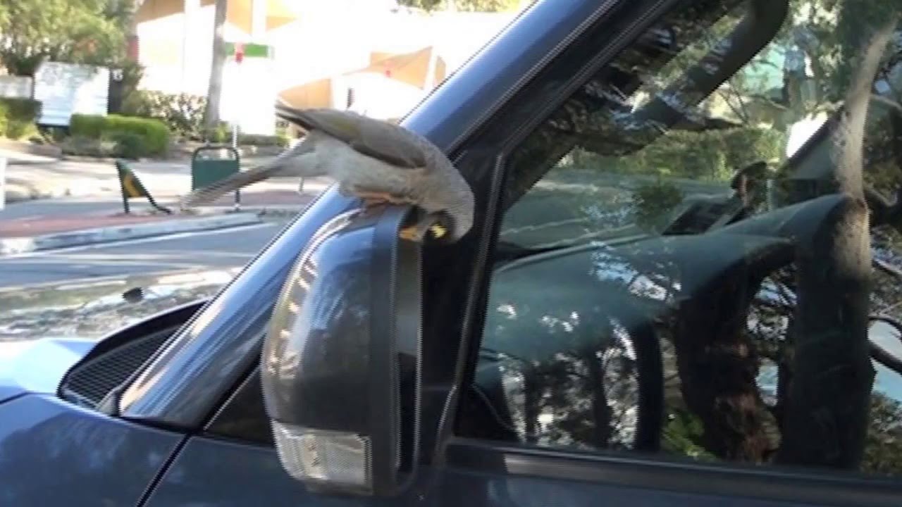 Crazy Bird Car Attack - YouTube