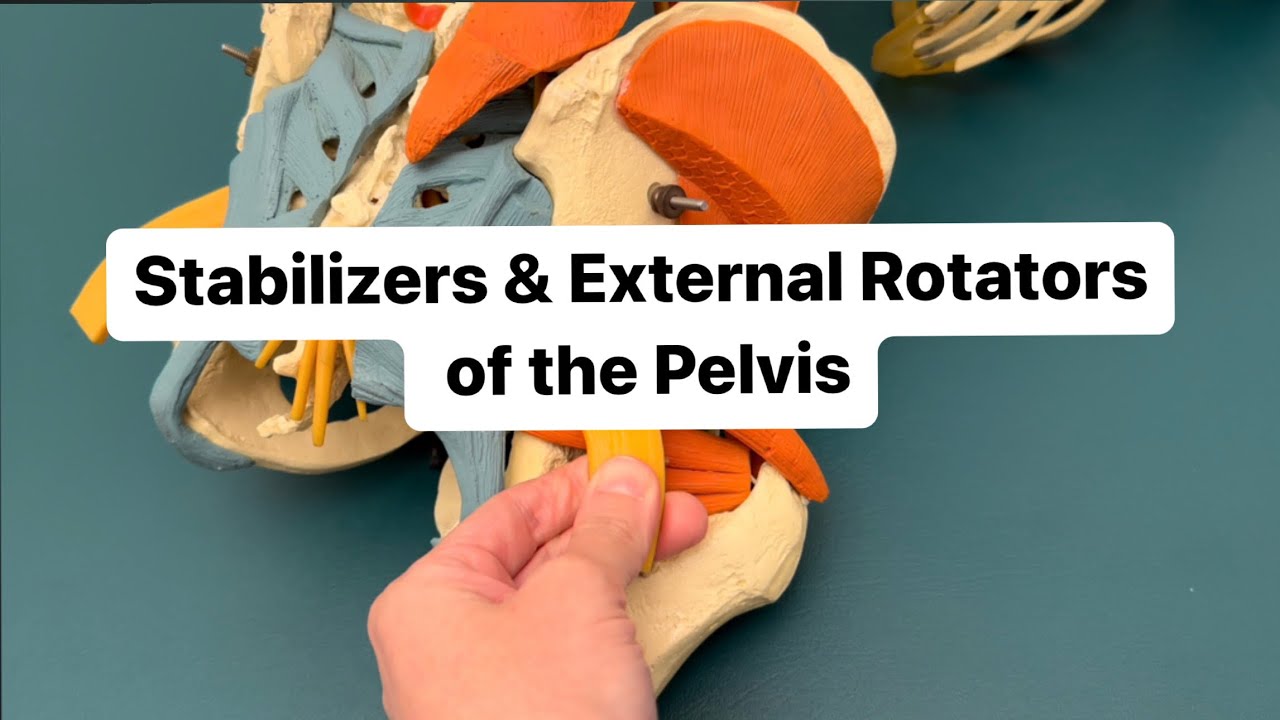 Hip Stabilizers and External Rotators, and their importance of keeping ...