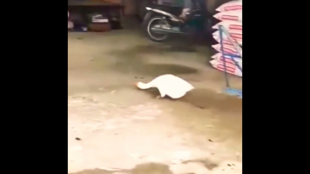 Dikejar angsa - YouTube