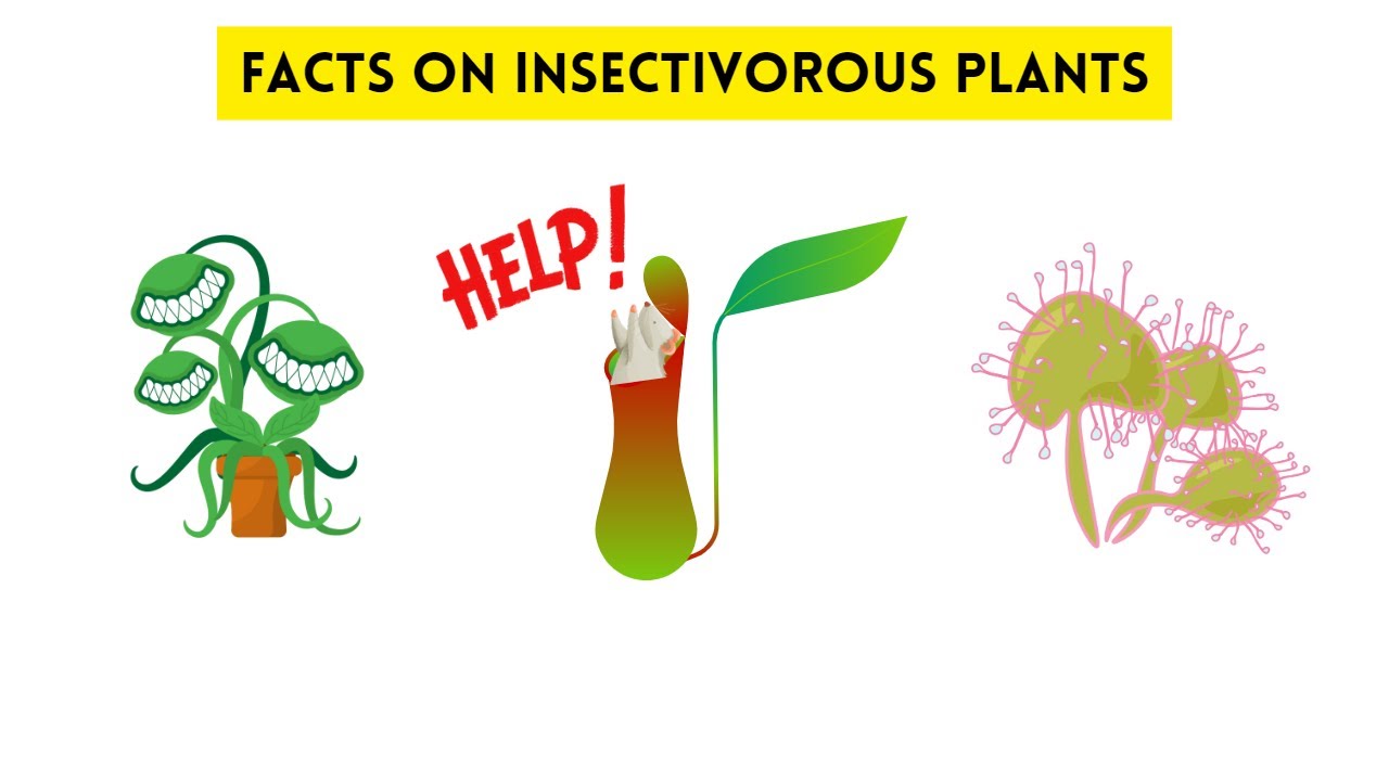 Fascinating World of Insectivorous Plants - YouTube