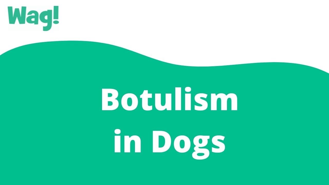 Botulism in Dogs | Wag! - YouTube