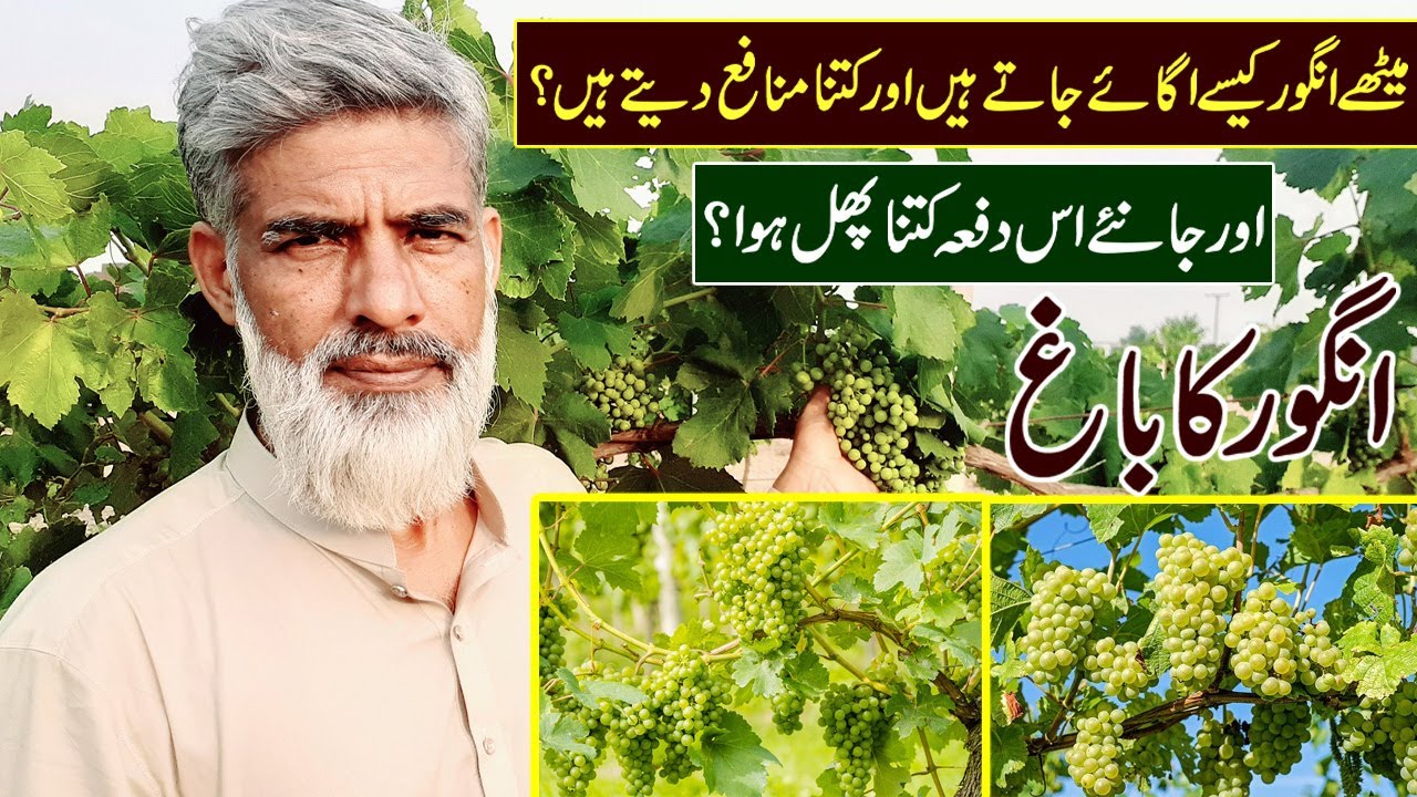 5 Lakh🔥Through Grapes Business In Pakistan,Grapes farming in Pakistan ...