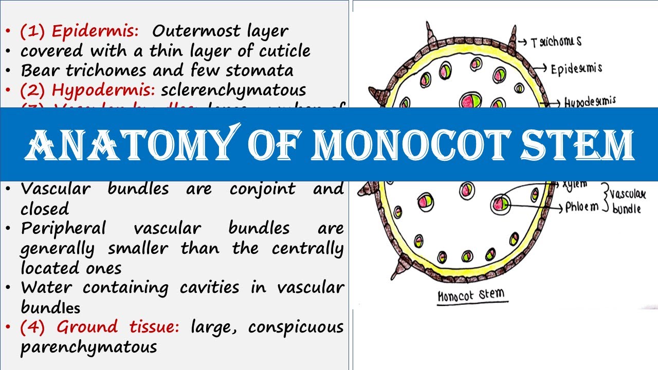 Anatomy of monocot stem - YouTube