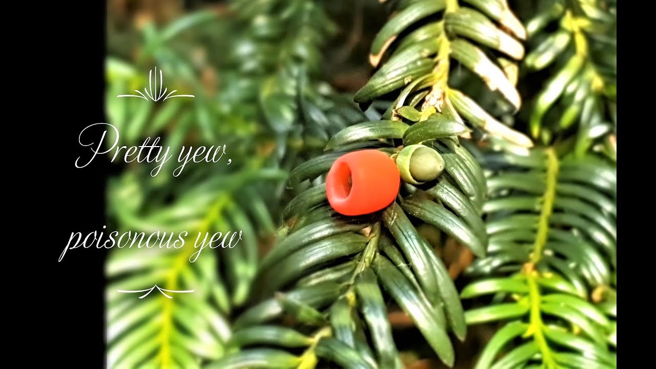 Pretty yew, poisonous yew - English yew (Taxus baccata) - YouTube