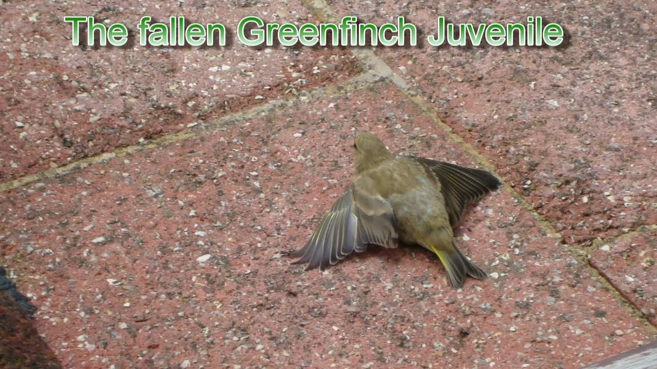Rescue of the Juvenile Greenfinch - YouTube