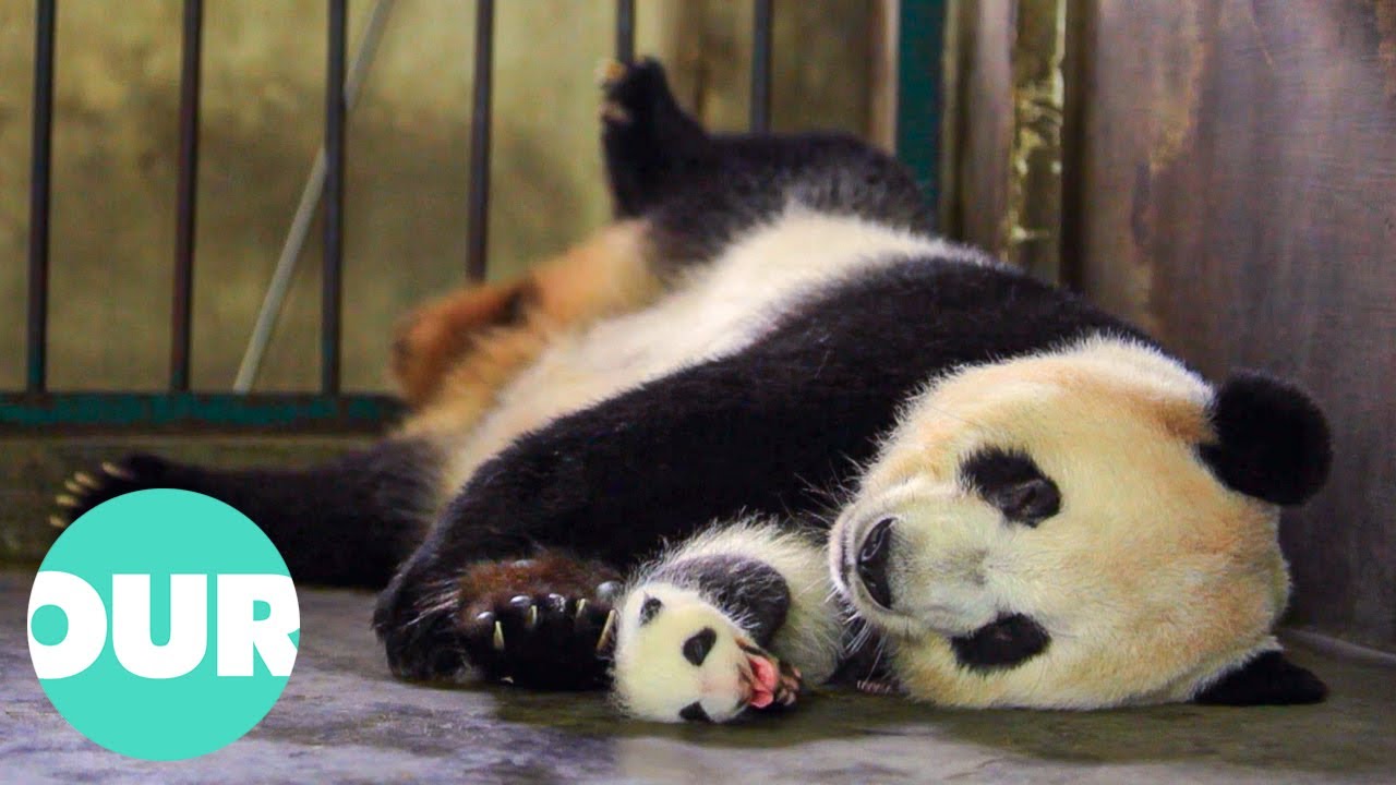 How Animal Care Takers Help Cute Animals Survive | Our World - YouTube