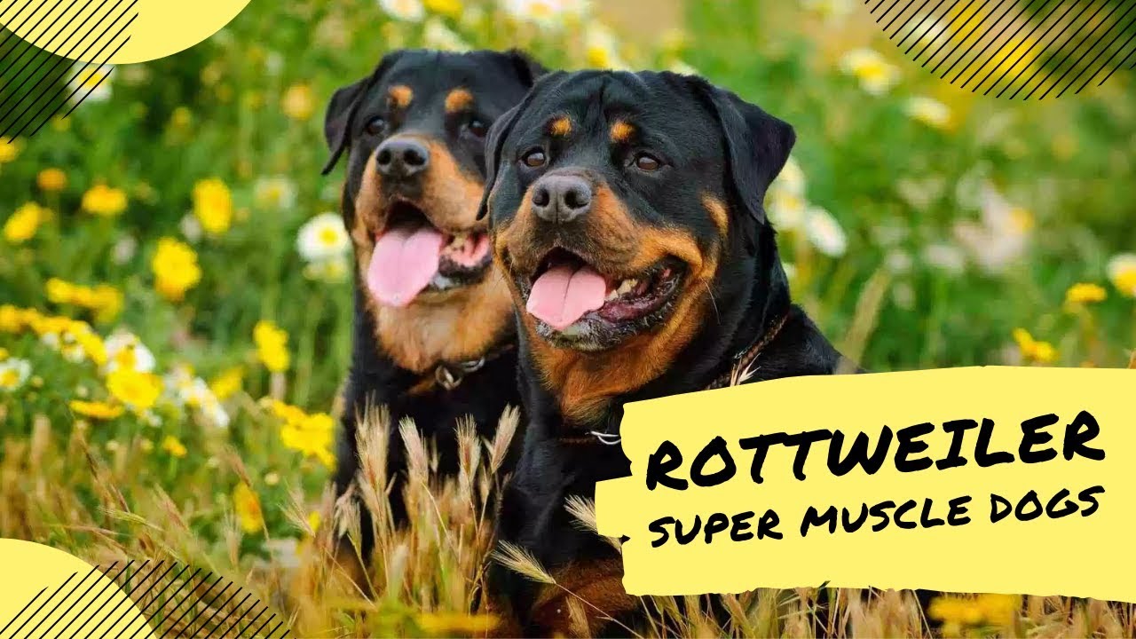Super Muscle Dog