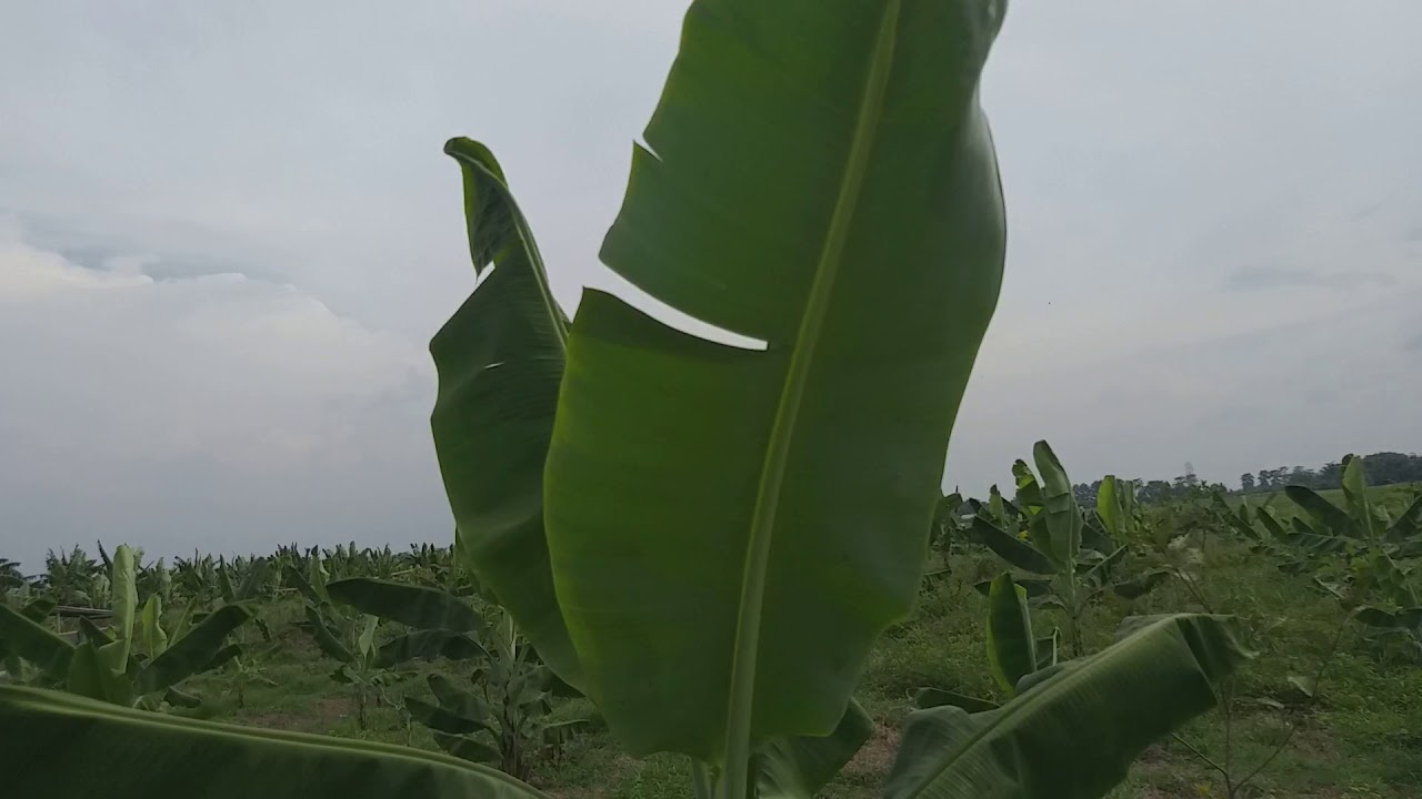Budi daya pisang barangan/pisang medan - YouTube