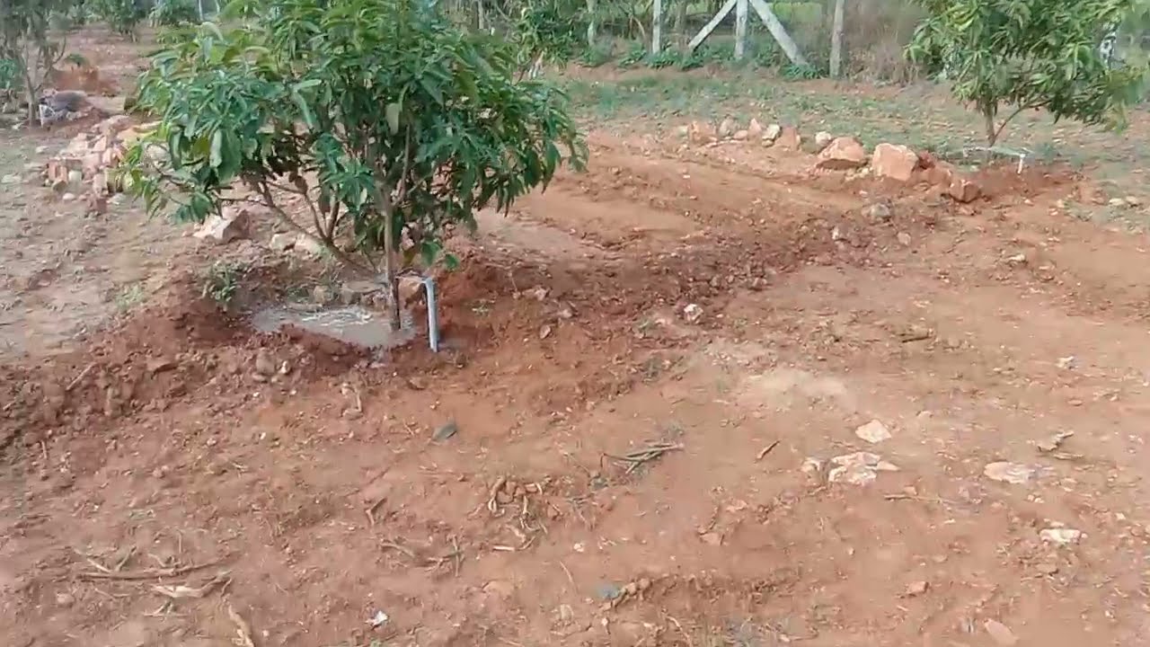 Drip irrigation of trees using pvc pipes - YouTube