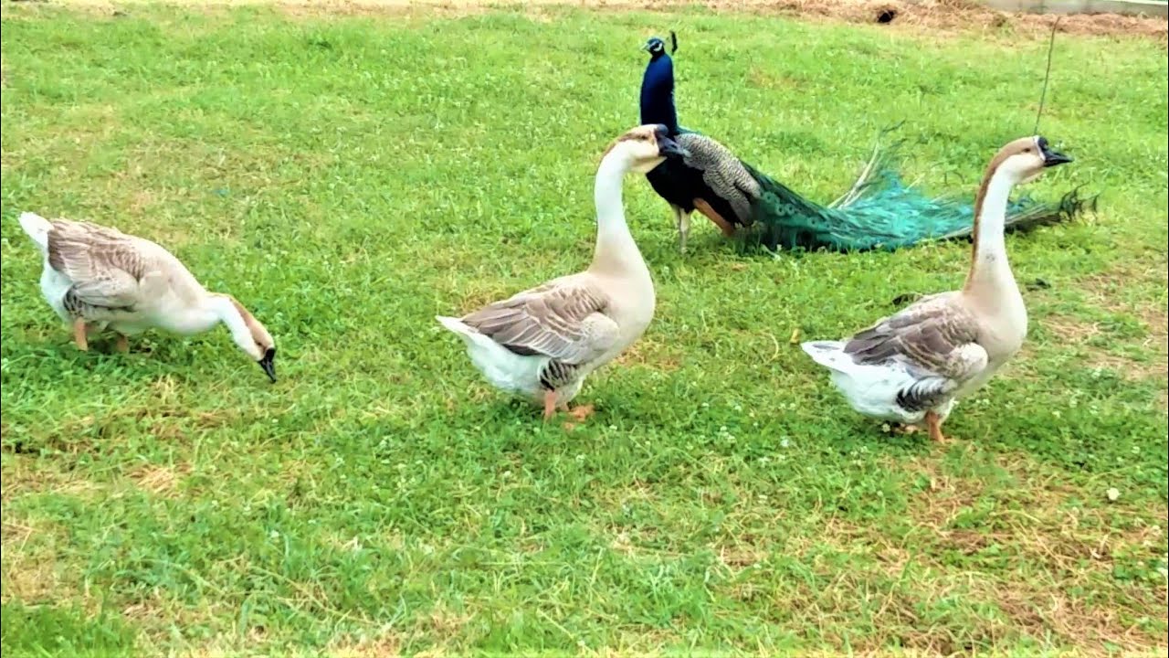 AFRICAN GEESE & PEACOCK MALE FEEDING GRASS IN THE BACKYARD - YouTube
