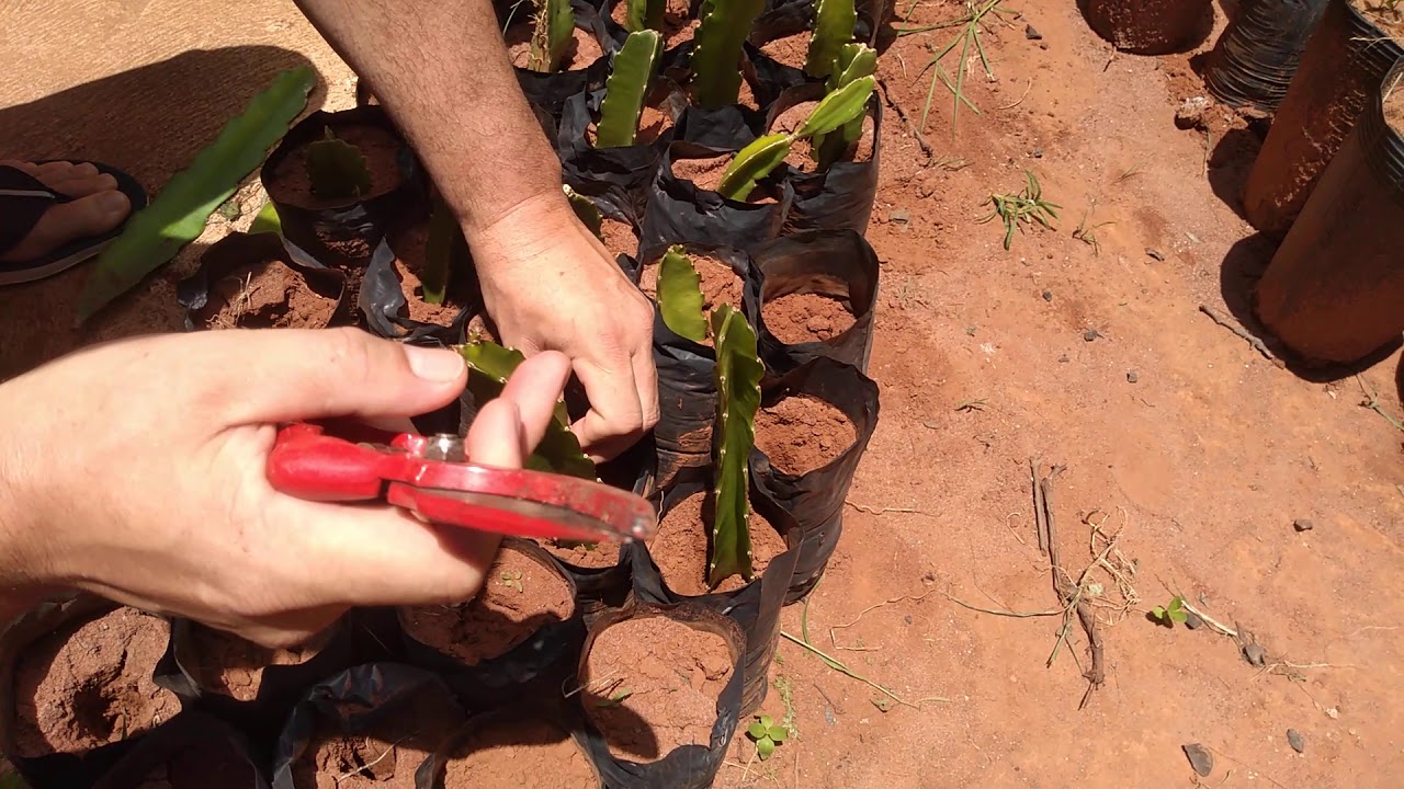 Plantando muda de pitaya da forma mais fácil - YouTube