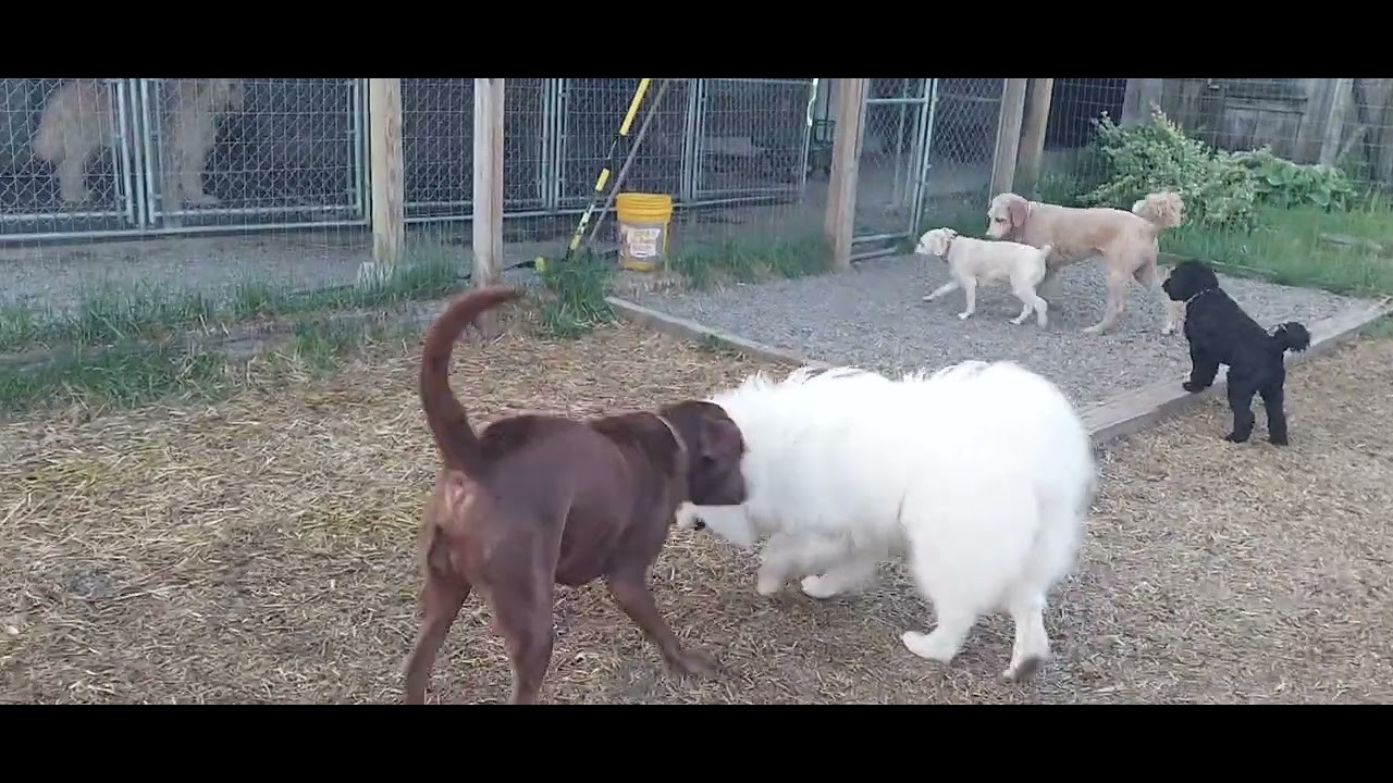 Boba and Duke - YouTube