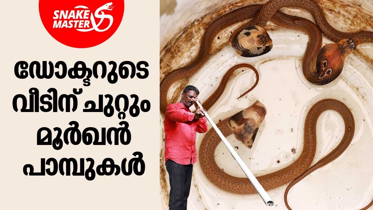 ഡോക്ടറുടെ വീടിന് ചുറ്റും മൂർഖൻ പാമ്പുകൾ | Vava Suresh | Snakemaster EP 1003 - YouTube