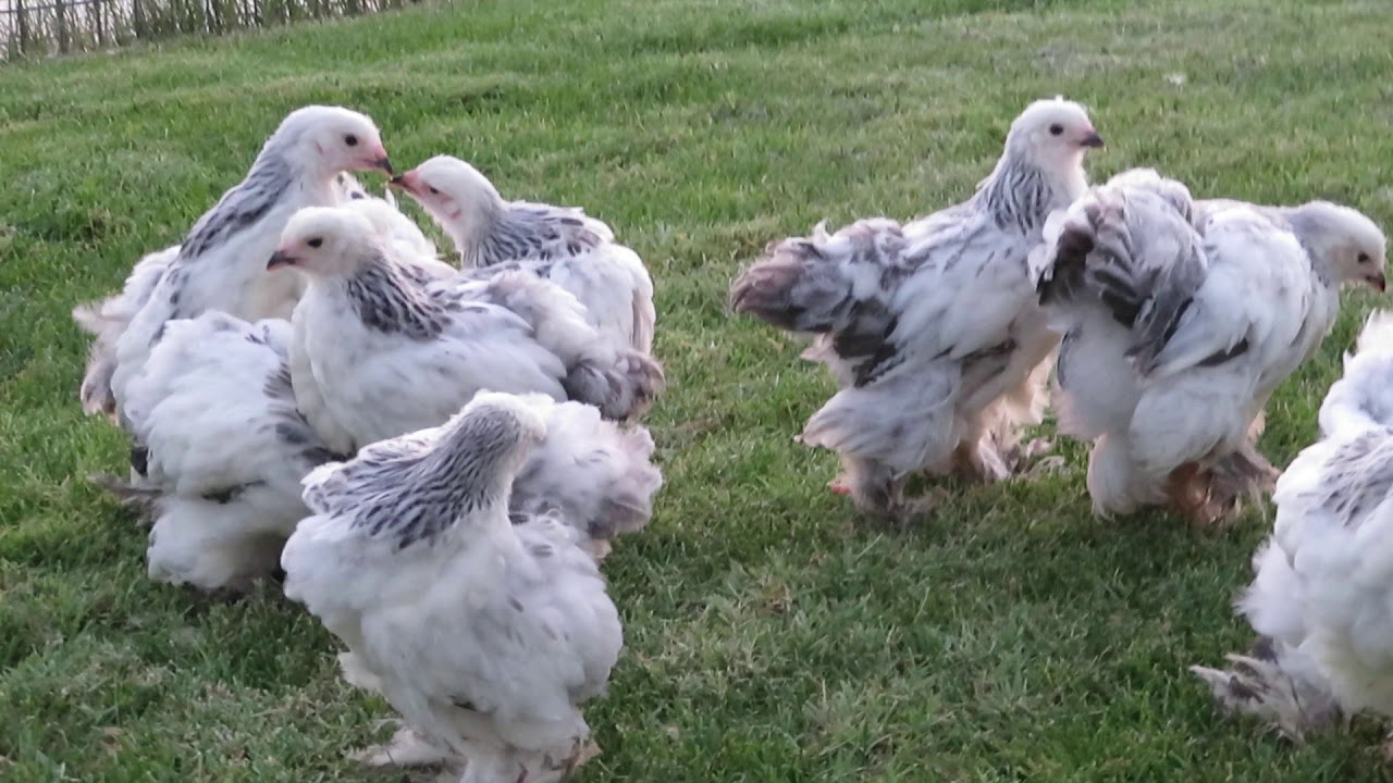 Light brahma chicks; six weeks old - YouTube