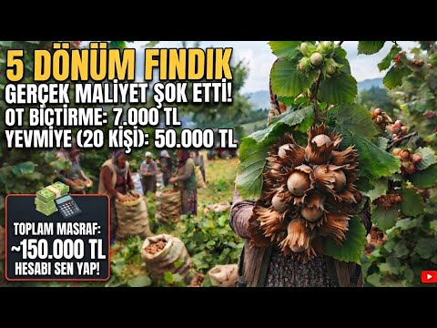 Fındıkta Gerçek Maliyet Hesabı: 5 Dönüm Bahçe Masrafı Ne Kadar Tutar? (2026 Güncel)