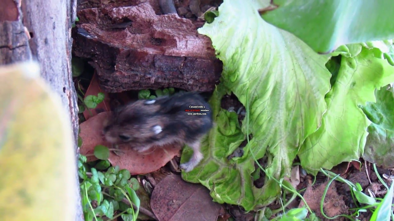 The Hamster Terrarium Project (Proyecto de Terrario de Hamsters ...