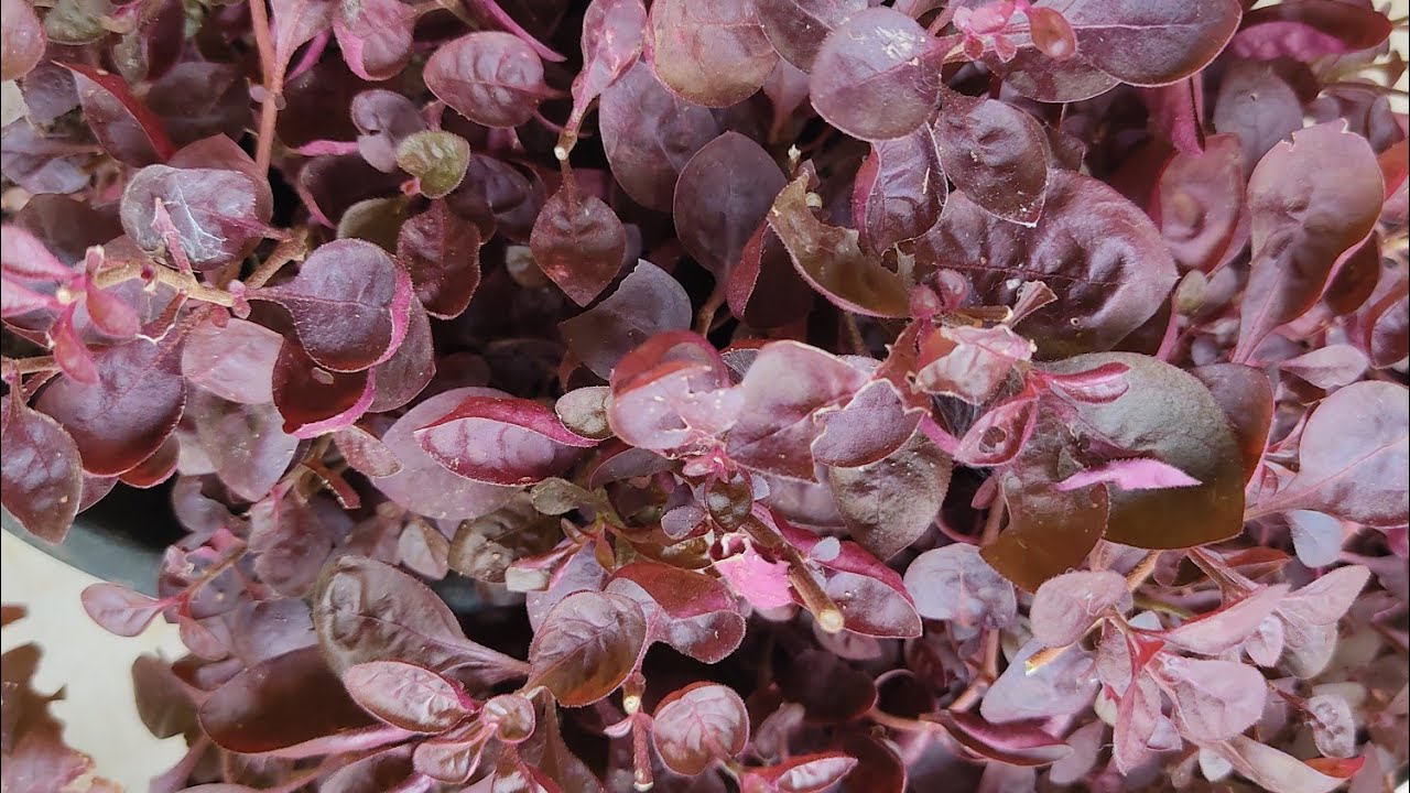 Little Ruby Alternanthera# Ruby plant care - YouTube