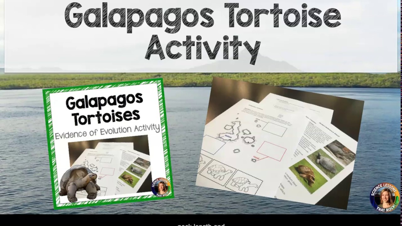 Galapagos tortoises activity - YouTube