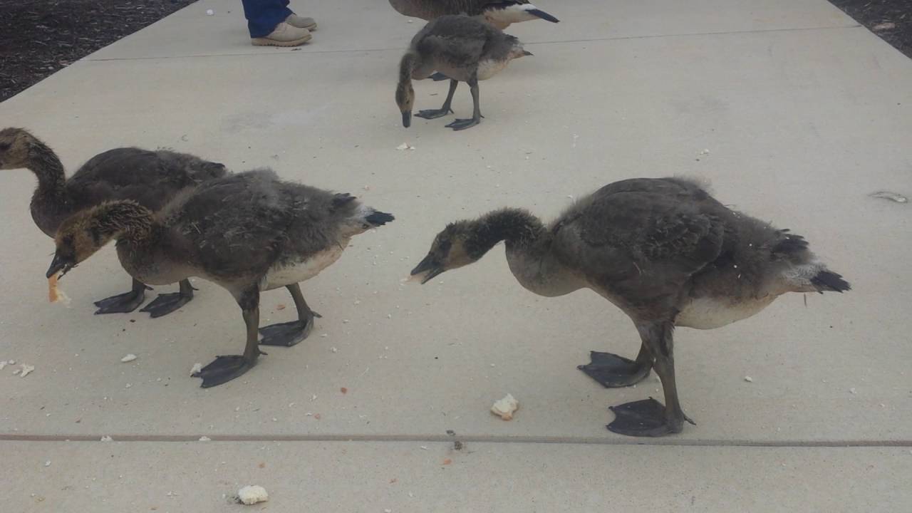 Feeding Geese at work - YouTube