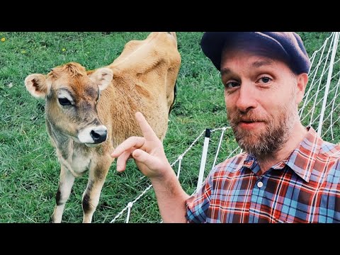 Our Next Milking Cow