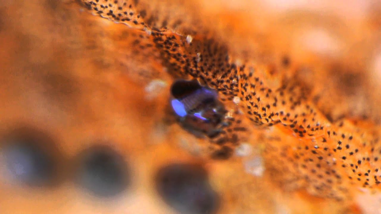 Bryozoa coronate larva - YouTube