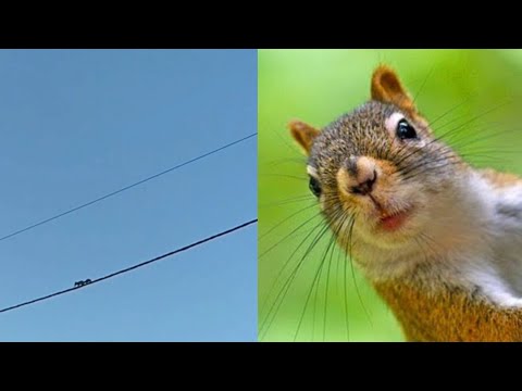 CAMBAZ SİNCAP ELEKTRİK TELLERİNİN ÜZERİNDE | SQUİRREL ON ELECTRIC WIRES